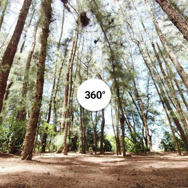 Bosque de pinos, Pinones PR