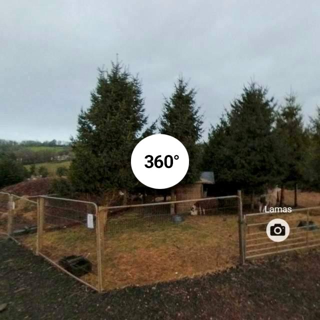 Animals at Marldon Christmas Tree Farm Learn more about Marld...