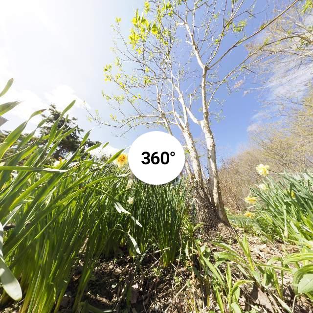 Rabbit's eye view of the garden
