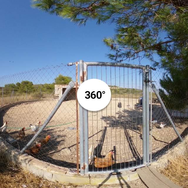 Chicken Coup