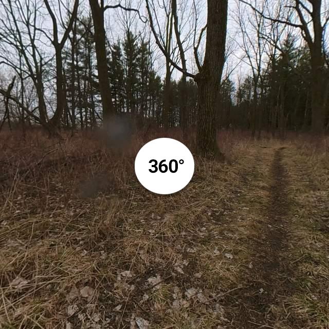 05Lb Blue Fairy Port - Pine Woods