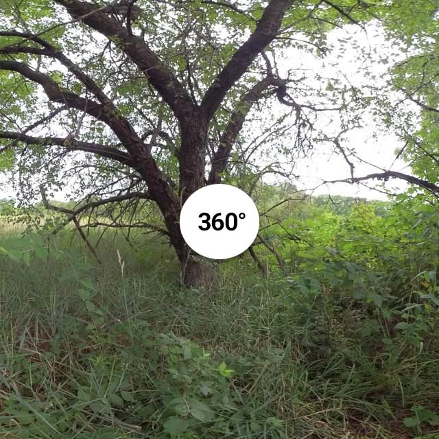 Kyle Tree 2 Egg Hunt Start K100- 210730_0012