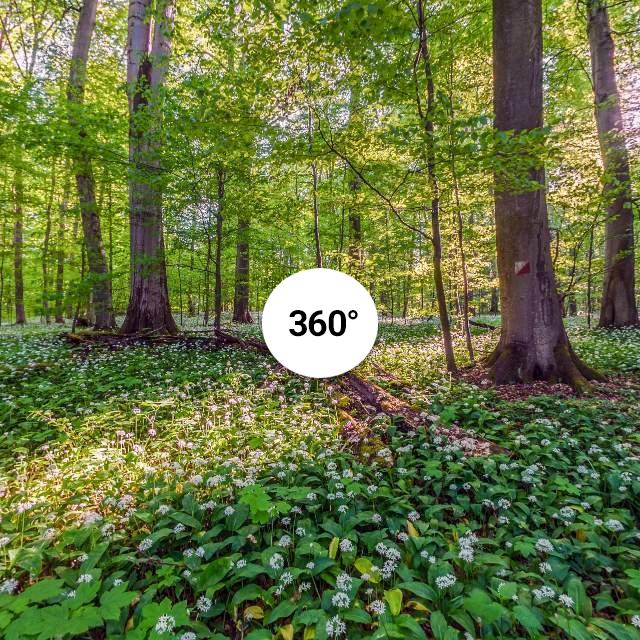 Bukowy Las, Narol. Stanowisko czosku niedźwiedziego. Narol,...